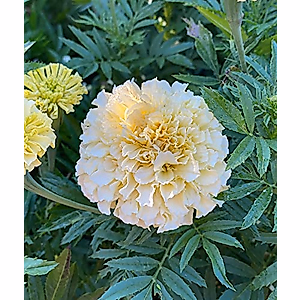 Burpee Snowball Marigold Seeds 50 seeds