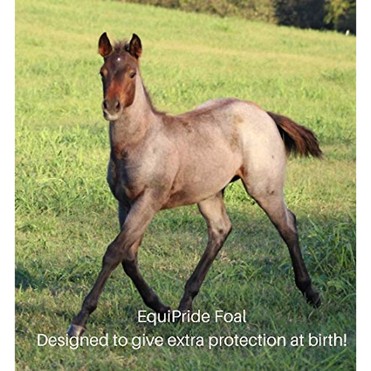 Equipride FOAL - Probiotics and Prebiotics Designed to give Extra Protection at Birth - Oral Paste - Two Doses in One Tube - All Components are Safe, Natural Biological Products - Diverse Antibodies
