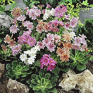 Outsidepride Lewisia Sunset Strain Garden Flowers Great for Pots, Containers, Baskets, Patios - 100 Seeds