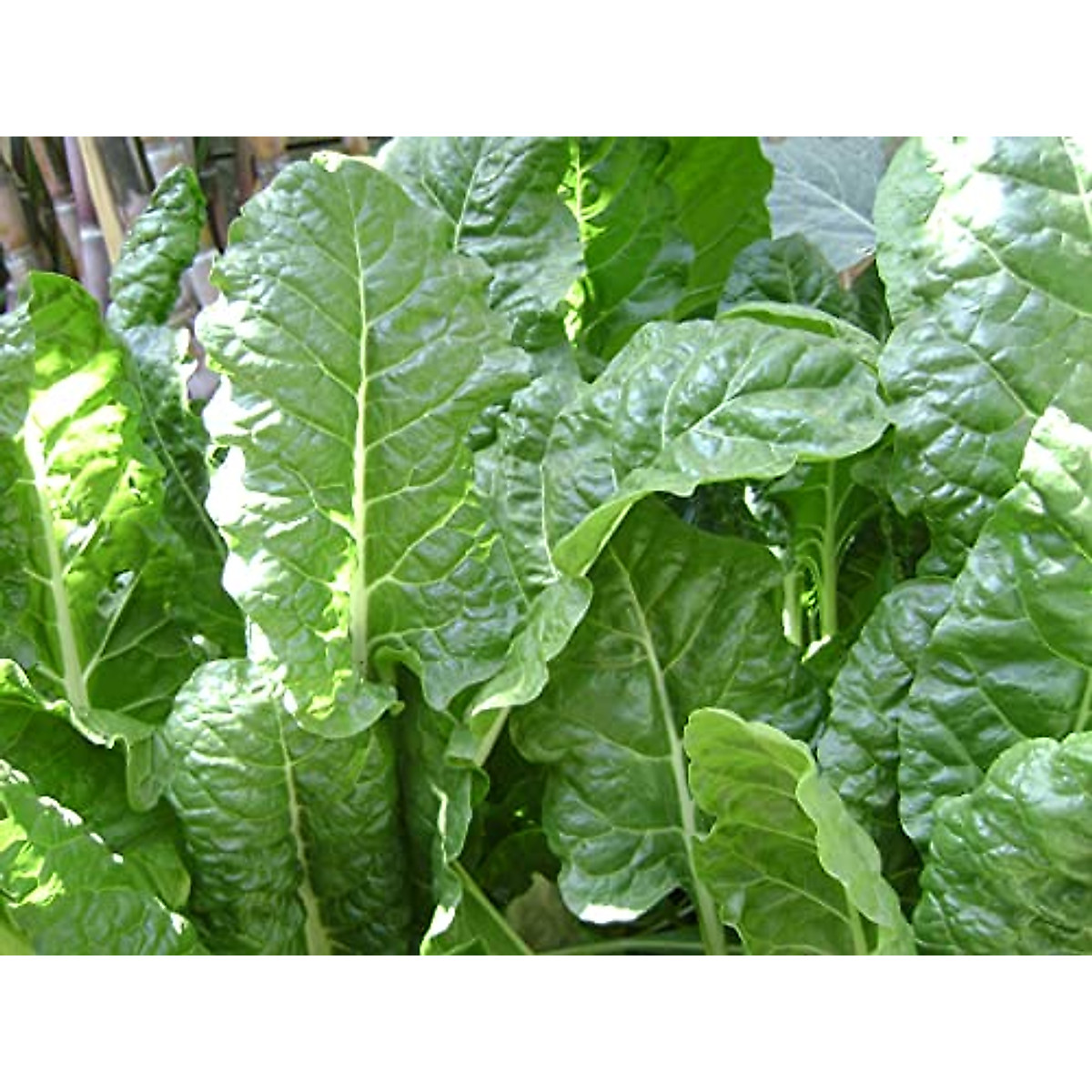 300 Bloomsdale Long Standing Spinach Seeds Heirloom Non GMO 3.5+ Grams Garden Vegetable Bulk Survival