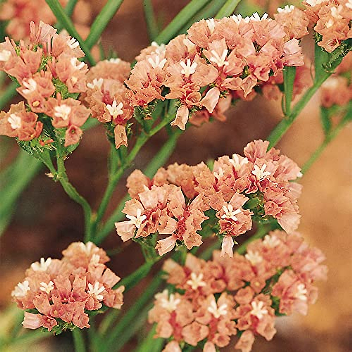 QAUZUY GARDEN 500 Seeds Muti-Colored Statice Flowers Seeds Showy Everlasting Garden Cut Flowers for Dried Arrangements & Bouquets