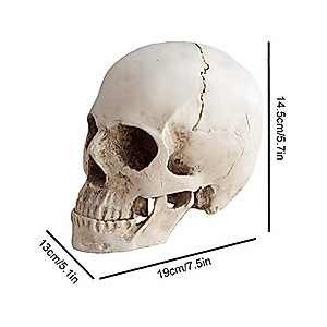 KABAKE Resin Medical Life Size Replica Realistic Human Skull Head Bone Model, Anatomy White Resin Skull High Precision Teaching Tool Halloween Decor