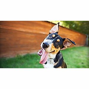 PET SUPPLEMENTS Protein Dog Treats - Omega 3 - Advanced Complex - Health & Wellness - for Dogs - Dog Joint Supplement - 3 Bottle (540 Softgels)