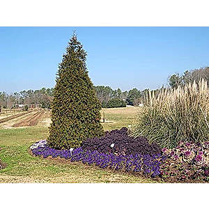 Green Giant Arborvitae | 3 Large 3 Gallon Trees | Thuja Plicata | Live Evergreen Privacy Screening Plants