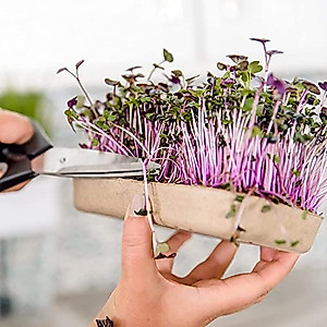 Back to the Roots DIY Microgreen Grow Kit, 6-Grow Variety Pack