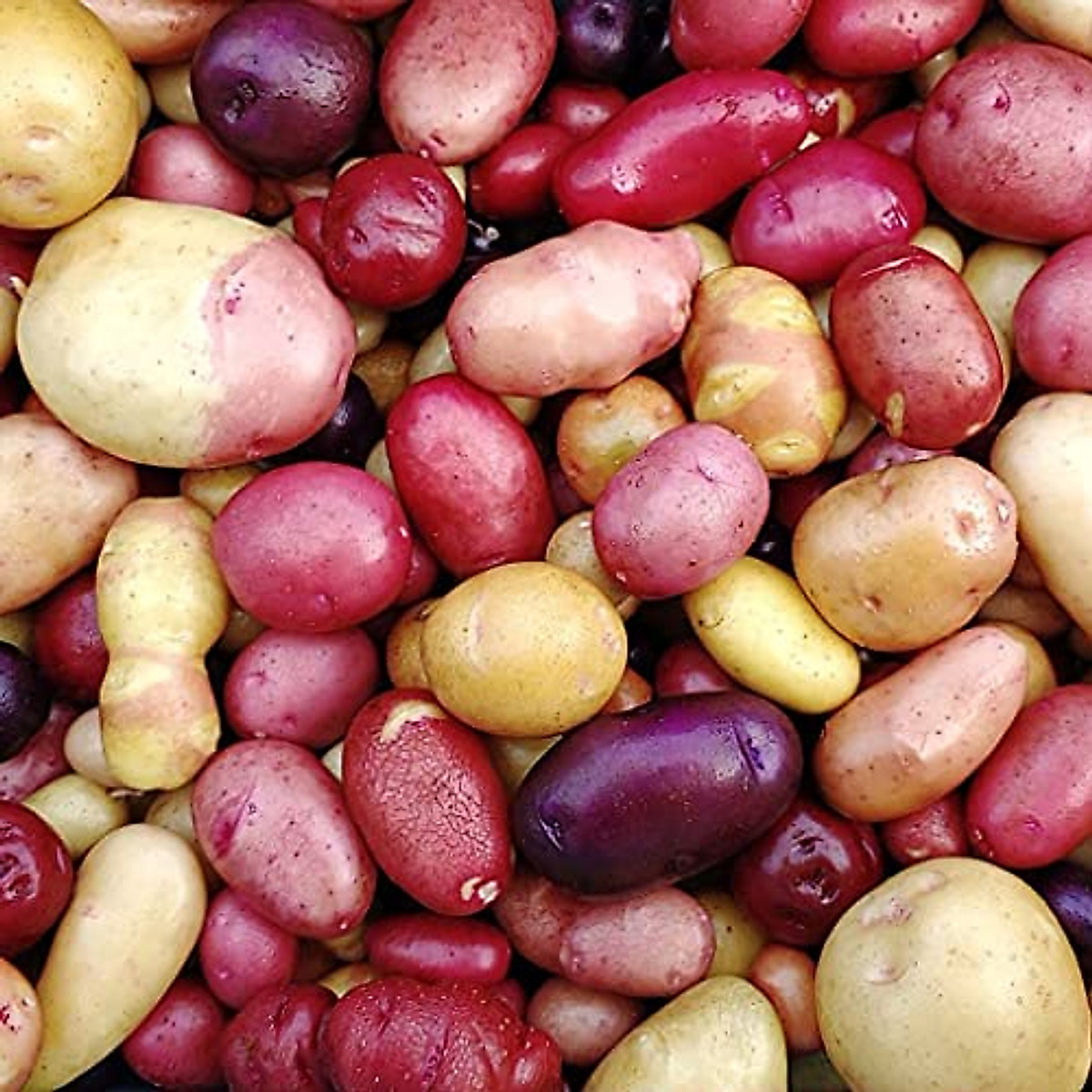 Potato Multicolor Mix - 100 True Seeds Not Root - Grow Your Own Potato