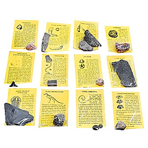 EISCO 12 Piece Deluxe Fossil Collection - Includes 12 Samples, Information Cards and a Geological Timescale - Great for Introductory Fossil Study