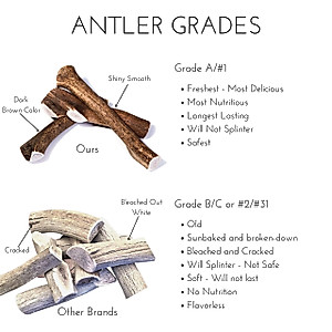 Powder Hound Pet Co. Elk Antler Dog Chew, Great for Aggressive Chewers, All-Natural, Premium A/#1 Grade Elk Antlers, Naturally Shed in USA, Cruelty Free Dog Bones, Will Not Splinter (Small)