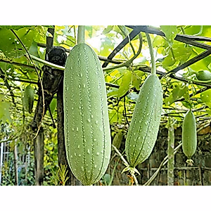 VAACNEE 30 Seeds of Loofah Gourd Sponge (Luffa Aegyptiaca) Annual Plant