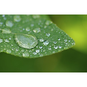 Canon EOS Rebel XT 10x High Definition 2 Element Close-Up (Macro) Lens (58mm)