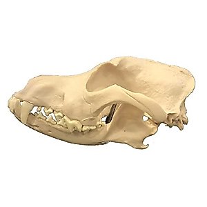 Medical Anatomical Canine (Dog) Skull Model, Life Size