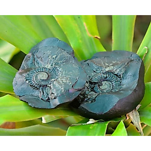 Vishnu Shaligram,2.5"X2.25"Inch Mahavishnu Shaligram, Shaligram Shila, Gandaki River Nepal, Shaligram Stone, Religious Gift, Shaligram from Nepal-I-6052