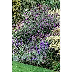 Buddleia Nanho Blue - 3 Live Plants - Blooming Butterfly Bush