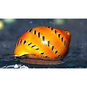 Family of 5 Tiger Nerite Snails Live Snails Live Freshwater Snails Algae Eaters