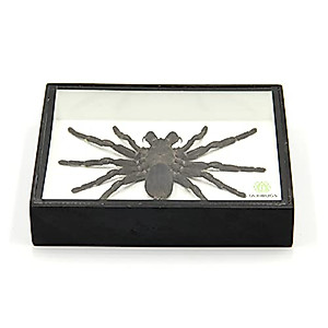 Real Giant Bird Eating Tarantula EURYPEIMA SPINCRUS Spider Taxidermy Transparent Boxed Display (Black Wooden Box)