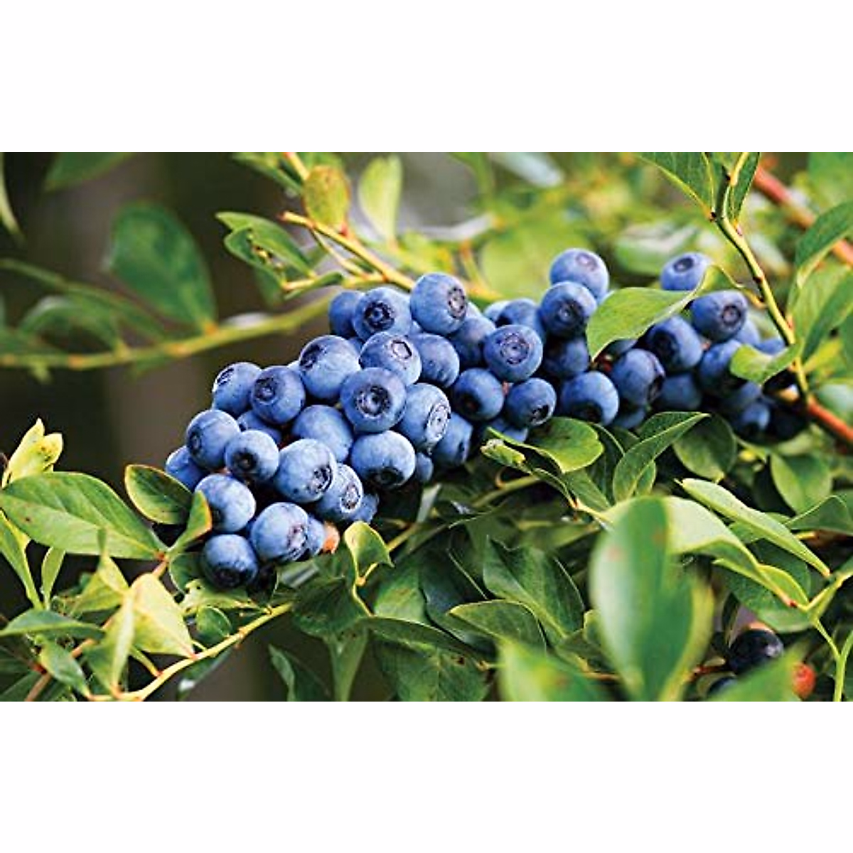 Southern Blueberry 50 Seeds - Blueberries Organic Seeds for Planting, Blueberries Fresh Fruit Seeds, Non GMO Berry Seeds, Dwarf Blueberry Bush Seeds for Planting Indoors