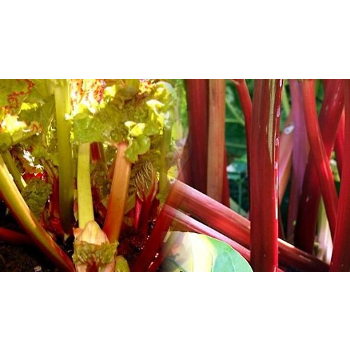 Victoria Red Rhubarb 25 Seeds-Perennial - Easy to grow