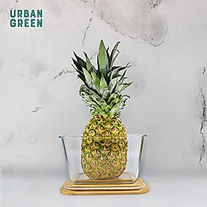 Urban Green Glass Container with Wood Lid, Glass food storage Container with Lids, Glass Meal Prep Containers Set, Glass Containers set (Natural-Bamboo-1p)