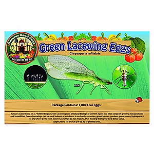 Green Lacewing 1,000 Eggs - NaturesGoodGuys