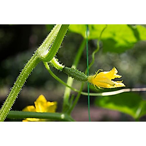Boston Pickling Cucumber Seeds for Planting - 100+ Heirloom Seeds Per Packet, (Isla's Garden Seeds), Non-GMO Seeds, Botanical Name; Cucumis Sativus, Boston Seeds Great Home Garden Gift
