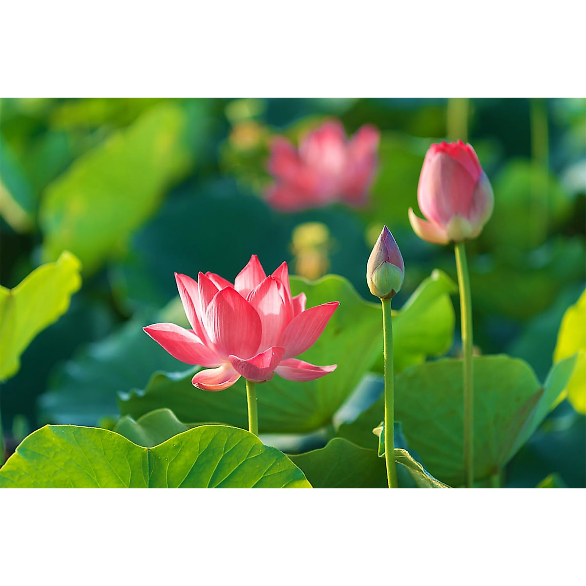 35+ Mixed Bowl Lotus Seeds, Lotus Seeds, Bonsai Lotus Seeds for Planting (Nelumbo), Water Lily Seeds, Can Purify Water and Air