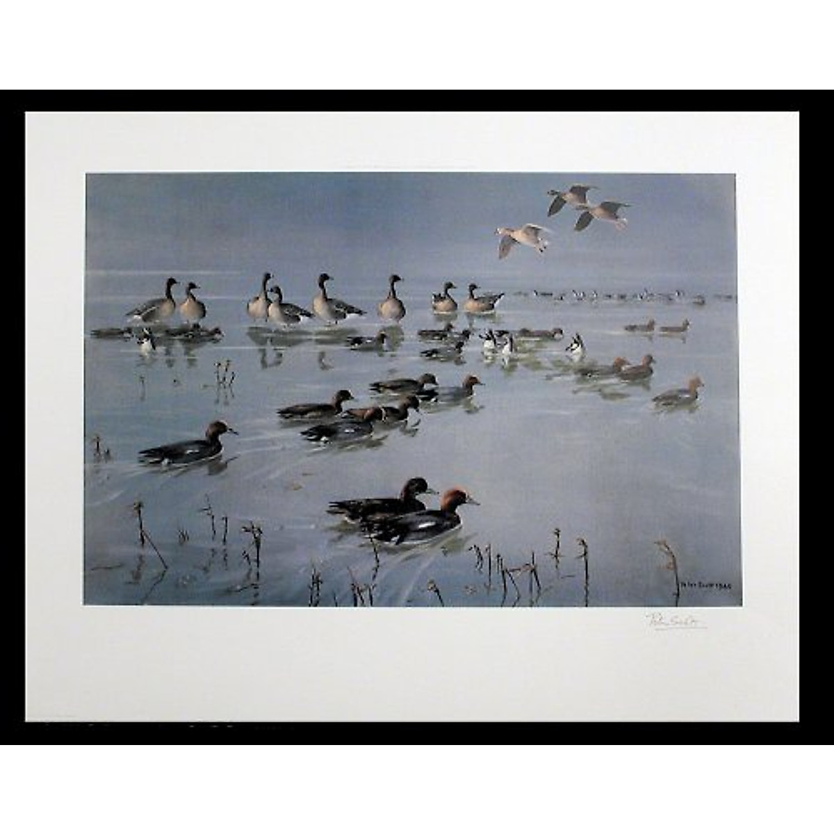 [Widgeon (Anas penelope) and Pinkfooted geese (Anser brachyrhynchus)]