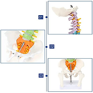 ASINTOD Human Spine Anatomy Model, 15.5" Color Human Spine Model, Anatomical Human Spine Model with Spinal Nerves, Intervertebral Discs, Pelvis, Femur with Display Stand for Display, Teaching