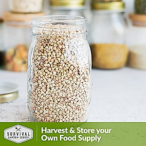 Survival Garden Seeds - Buckwheat Seed for Planting - Packet with Instructions to Plant and Grow a Cover Crop and Buckwheat Plants in Your Home Vegetable Garden - Non-GMO Heirloom Variety