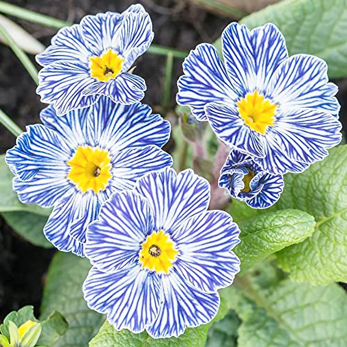 Primula 'Zebra Blue' Seeds Polyanthus Primrose Perennial Low Maintenance Deer Resistant Easy to Grow Border Edging Container Outdoor 100Pcs Flower Seeds by YEGAOL Garden