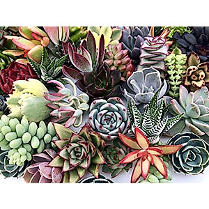 10 Assorted Live Succulent Cuttings, No 2 Succulents Alike, Great for Terrariums, Mini Gardens, and as Starter Plants by The Succulent Cult