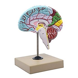 Functional Human Brain Model, Cross Section - 1/2 Size - Color Coded & Numbered with Key Card - Includes Mount - Eisco Labs