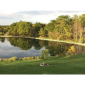 Pond Champs Black Lake & Pond Dye – One Gallon of Deep Black Pond Colorant – Treats 1 Acre – Keeps Pond Safe from UV Rays - Safe for Fish, Wildlife, Pets & Children