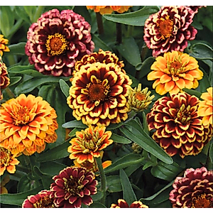 Outsidepride Zinnia Aztec Sunset Flower Plant Seed Mix - 50 Seeds