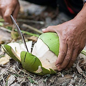 Taste Nirvana Real Coconut Water, Premium Coconut Water, 9.5 Ounce Glass Bottles (Pack of 12)