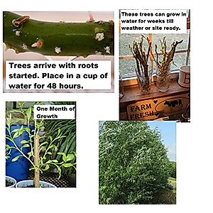 6 Big Aussie Privacy Hybrid Willow Trees - 2ft Tall - Very Fast Growing