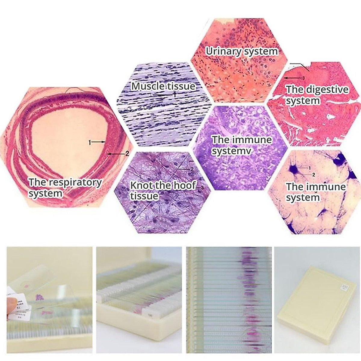 100pcs/set Teaching Microscope Human Histology Glass Prepared Slides