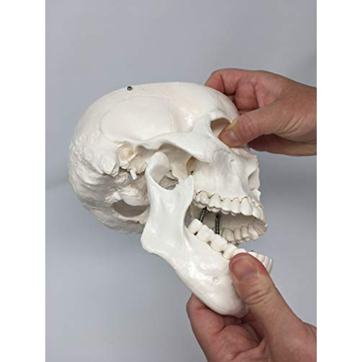Medical Anatomical Skull Model - 3 Parts - Life Sized Human Mold