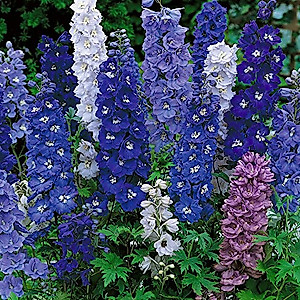 Outsidepride Delphinium Magic Fountains Crystals Garden Cut Flowers for Vases, Bouquets, Arrangements - 100 Seeds