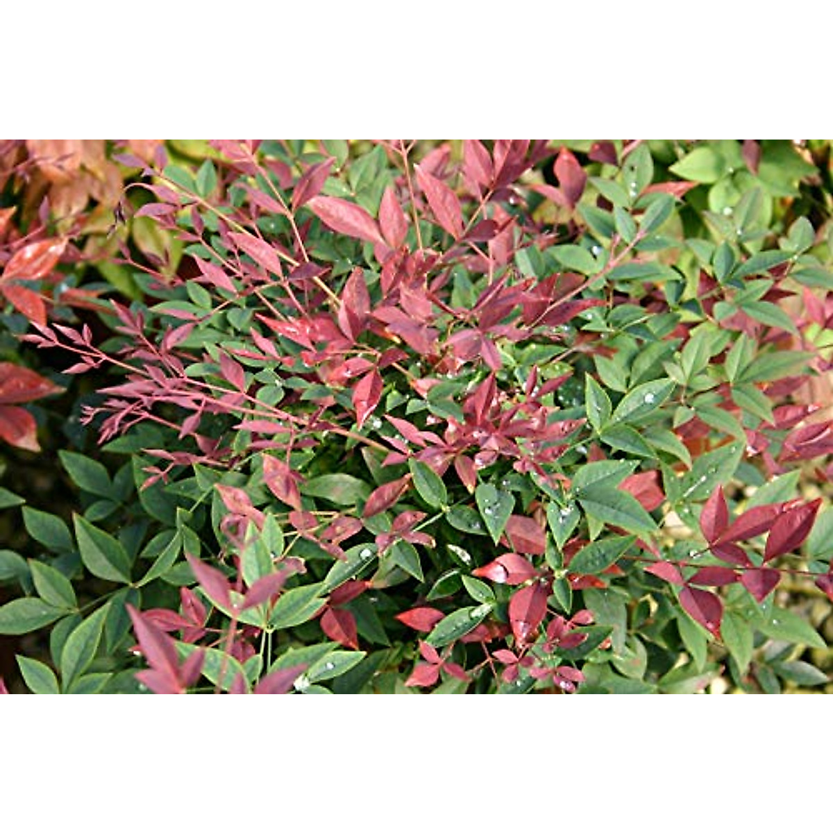 2 Gal. Obsession Nandina Shrub