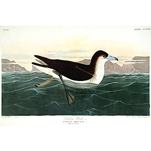 Dusky Petrel. From"The Birds of America" (Amsterdam Edition)