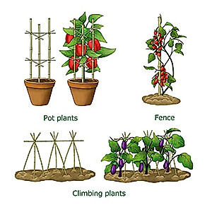 Cambaverd 25 Pcs Bamboo Garden Stakes 4 Feet Eco-Friendly Bamboo Plant Stakes, for Roma Tomatoes Sunflowers Pole Beans Trees Potted Dahlia Flowers and Climbing Plants - Pack of 25 Bamboo Sticks