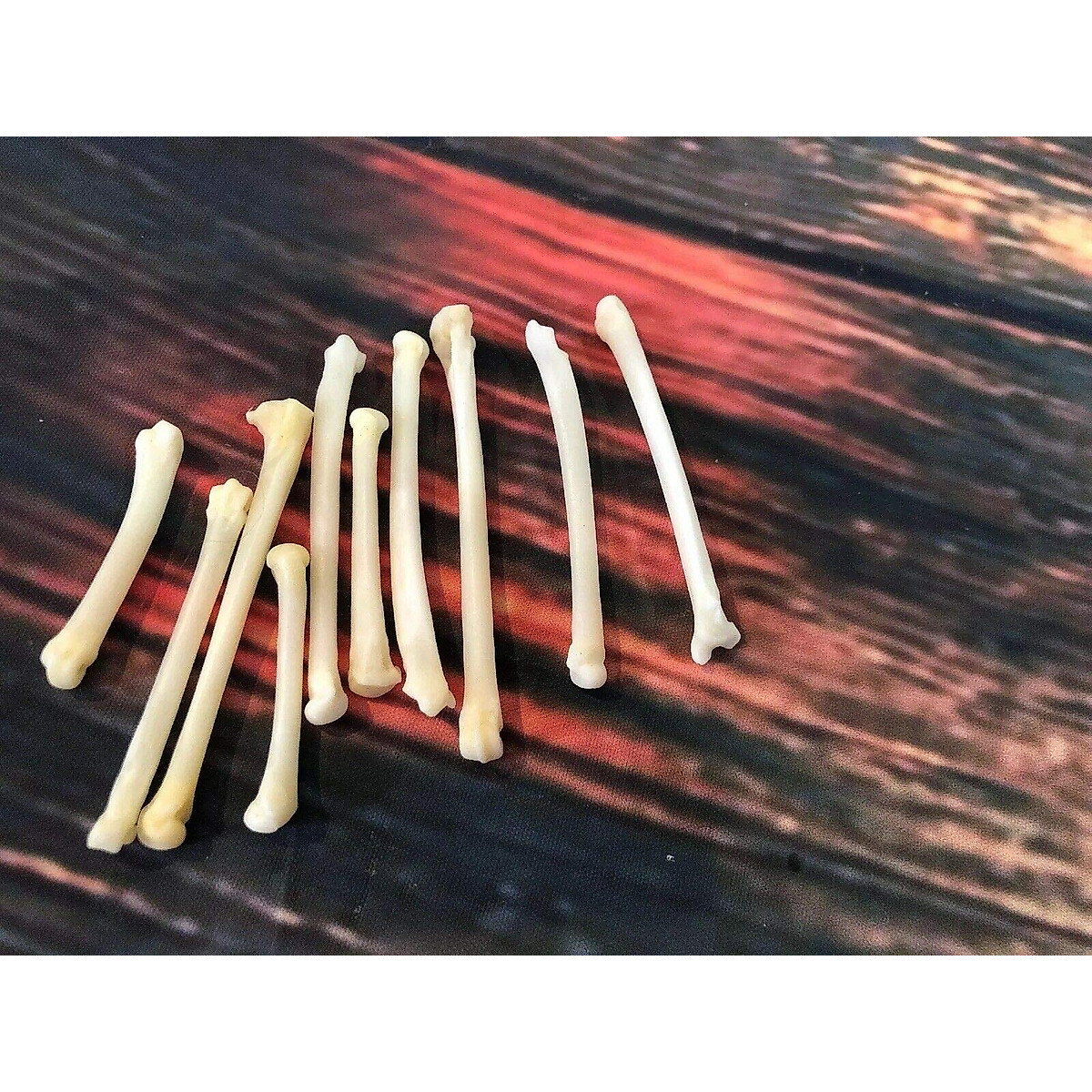 10 Real Red Fox Paw Bone Mountain Man Craft Supply Jewelry Earring Gothic Claws