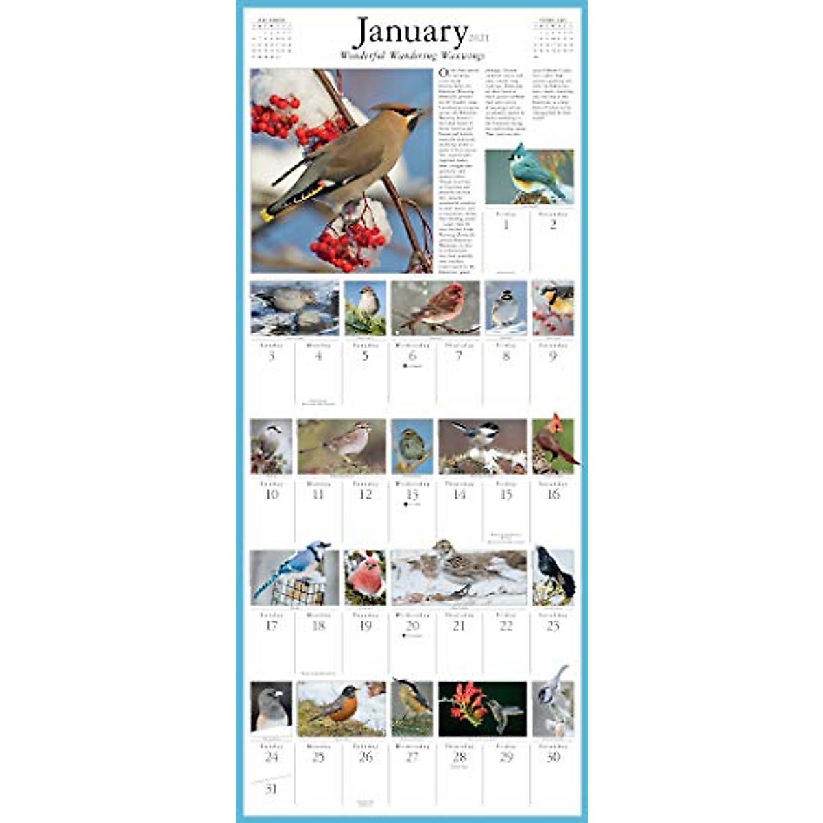 Audubon Songbirds and Other Backyard Birds Picture-A-Day Wall Calendar 2021