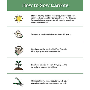 Burpee Kaleidoscope Blend Carrot Seeds | 1500 Non-GMO Seeds | Rainbow Carrot Seeds for Planting | Vegetable Seeds for Planting Home Garden | Five Colors: Red, Orange, Purple, White, and Yellow