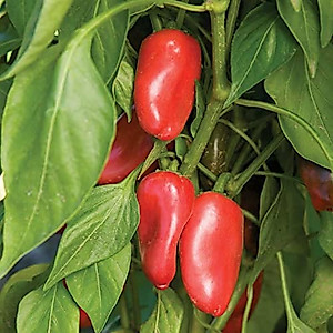 60+ Lunchbox Sweet Snacking Pepper Seeds Red Orange Yellow Non-GMO