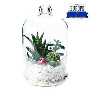 The Buybox Terrarium Glass Jar with Lid for Plants, Premium Glass Container, Food Storage,Keeper,Saver