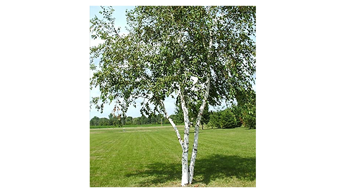 White Paper Birch Seeds - Fast Growing Betula Papyrifera Trees for ...