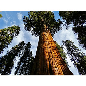 50 Giant Sequoia Seeds, Giant Redwood, Wellingtonia Seeds - 50 Seeds (Sequoiadendron giganteum) - Pack of 50 Rare and Viable Seeds - QO Seeds