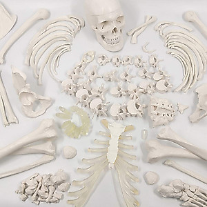 Evotech Disarticulated Human Skeleton Model For Anatomy 67 inch High, Full Size Skeleton Models with Skull, Spine, Bones, Articulated Hand & Foot, for Anatomy Medical Learning