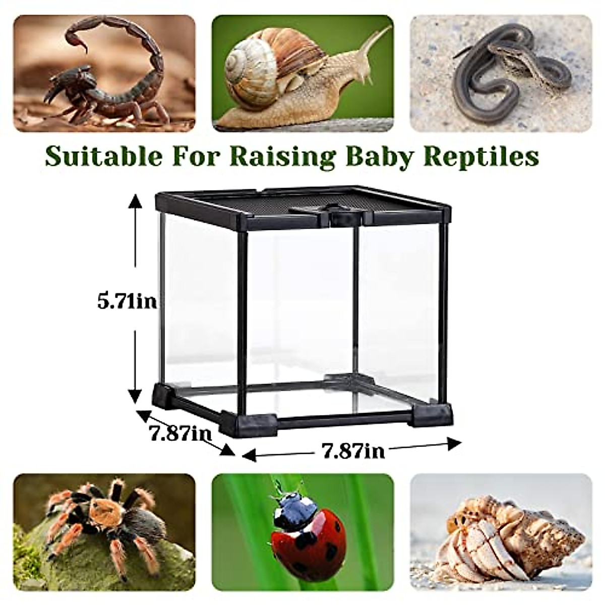 Hamiledyi Mini Reptile Glass Terrarium Tank,8"x8"x6" Hermit Crab Breeding Box Transparent Jumping Spider Enclosure Small Amphibians Habitat Cage for Baby Snake Gecko Lizard Tarantula